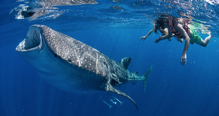 Cancun Scuba Diving Tours | Solo Buceo Cancun